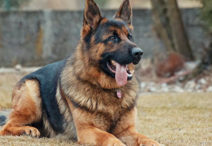 Penyebab Gejala dan Pengobatan Penyakit Rabies